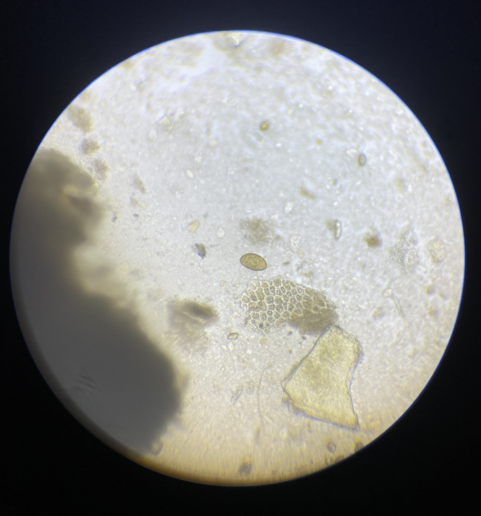 壺型吸虫：Pharyngostomum cordatum – 壱岐動物病院